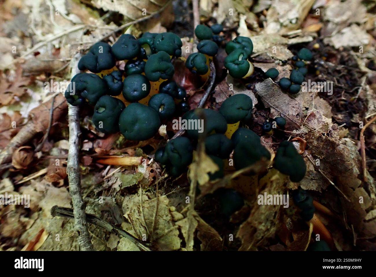 Chicken Lips (Leotia viscosa Stock Photo - Alamy