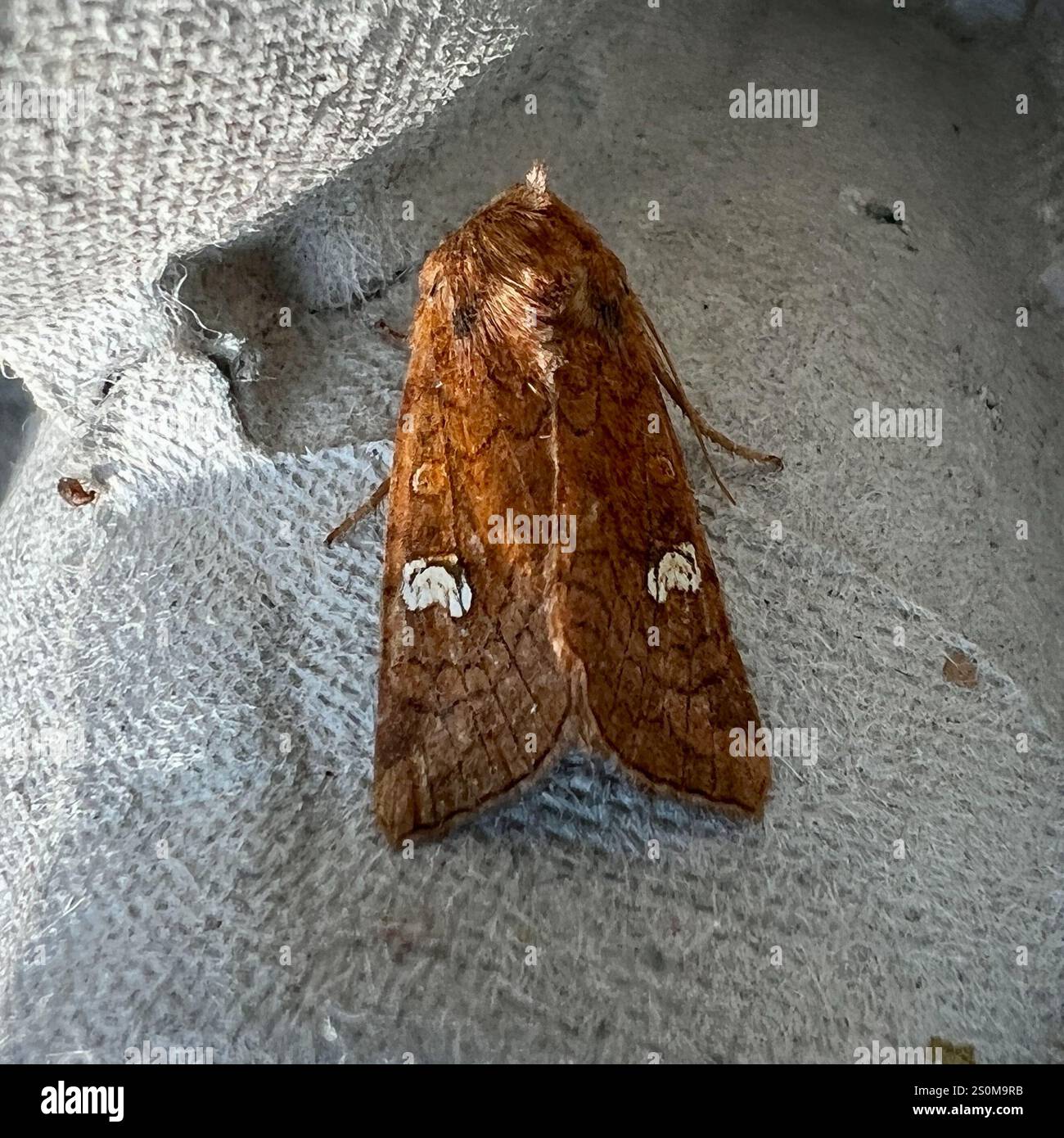 Ear Moths (Amphipoea Stock Photo - Alamy