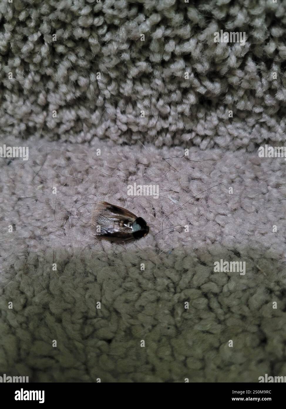 Surinam Cockroach (Pycnoscelus surinamensis Stock Photo - Alamy