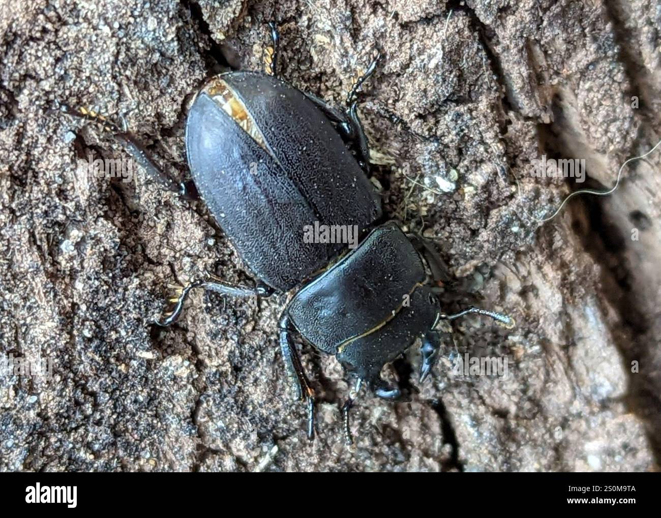 Lesser Stag Beetle (Dorcus parallelipipedus Stock Photo - Alamy