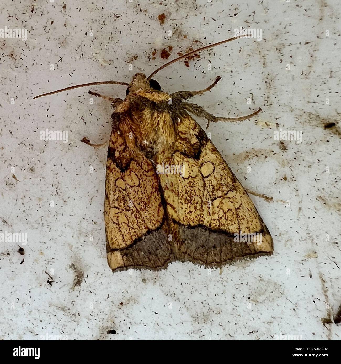 Rigid Sunflower Borer Moth (Papaipema rigida Stock Photo - Alamy