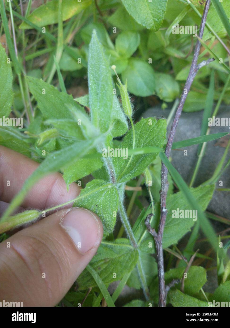 wing-leaf monkeyflower (Erythranthe ptilota Stock Photo - Alamy