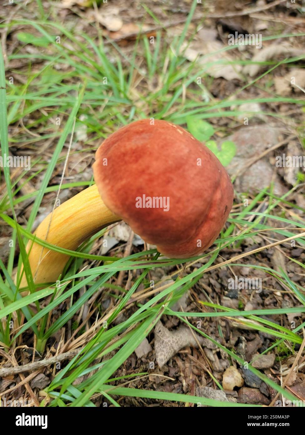 Red-mouth Bolete (Neoboletus subvelutipes Stock Photo - Alamy