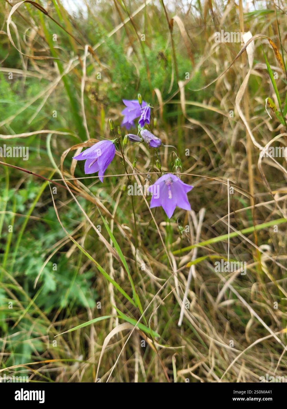 Common Harebell (Campanula rotundifolia Stock Photo - Alamy