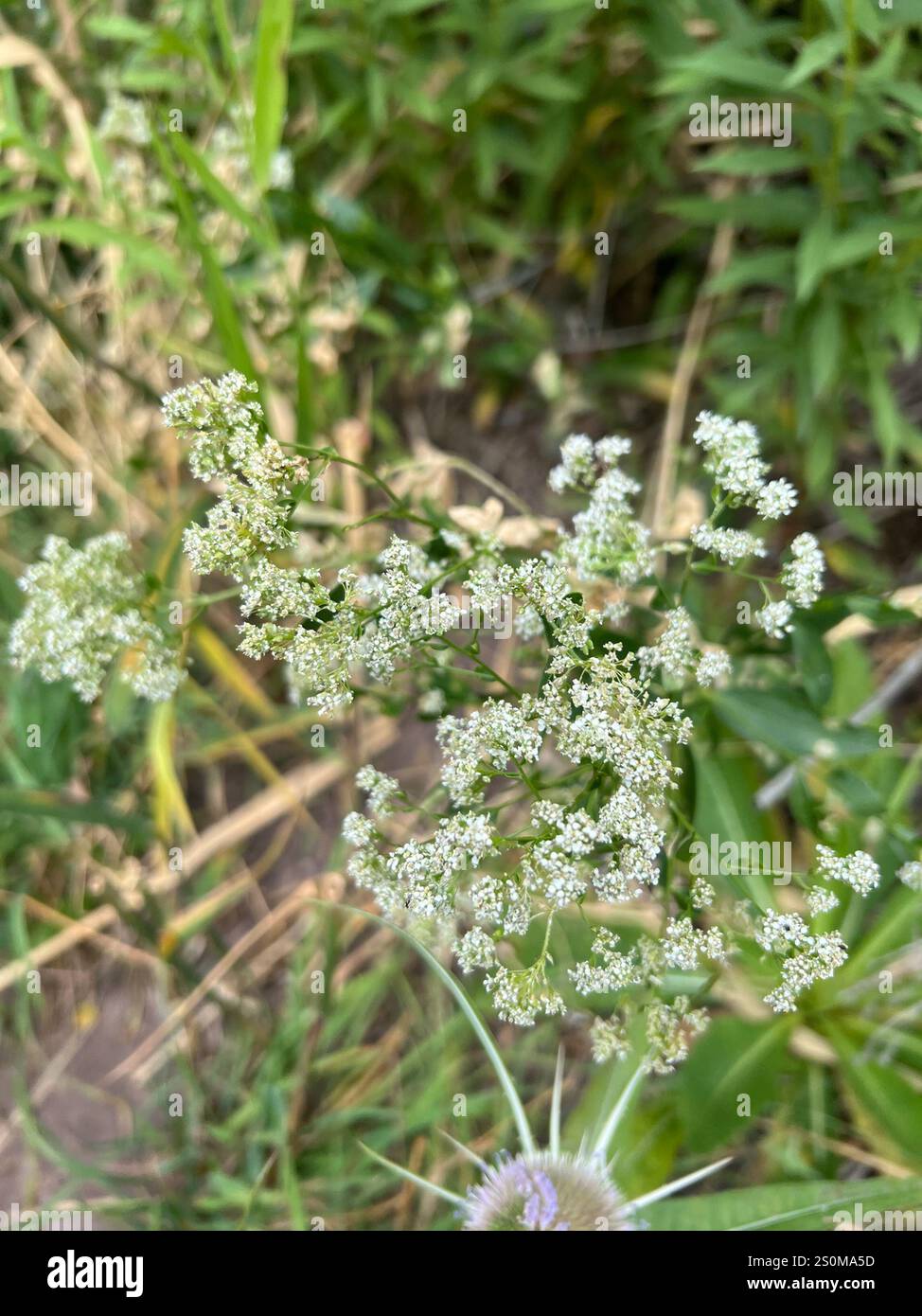 broadleaved pepperweed (Lepidium latifolium Stock Photo - Alamy