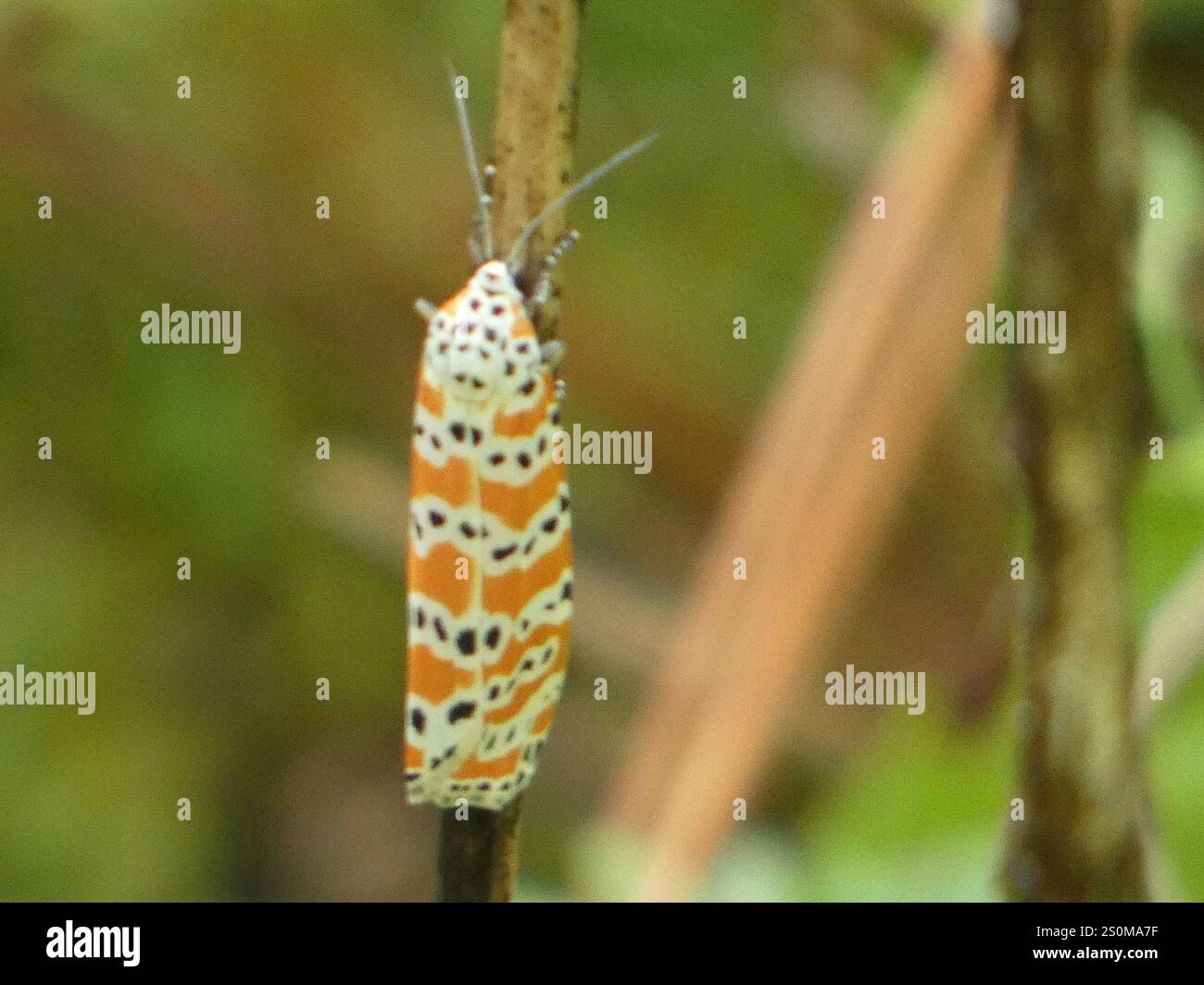 Ornate Bella Moth (Utetheisa ornatrix Stock Photo - Alamy