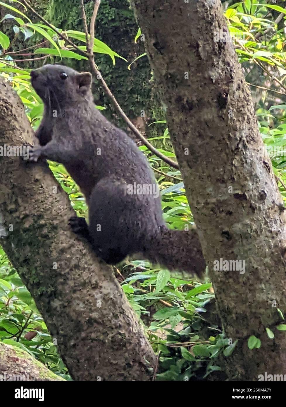 Pallas' Squirrel (Callosciurus erythraeus Stock Photo - Alamy