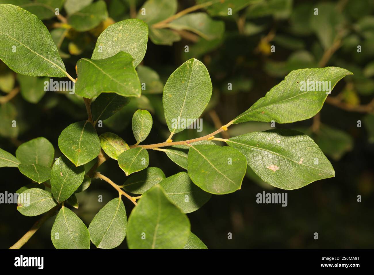 Rusty Willow (Salix atrocinerea Stock Photo - Alamy