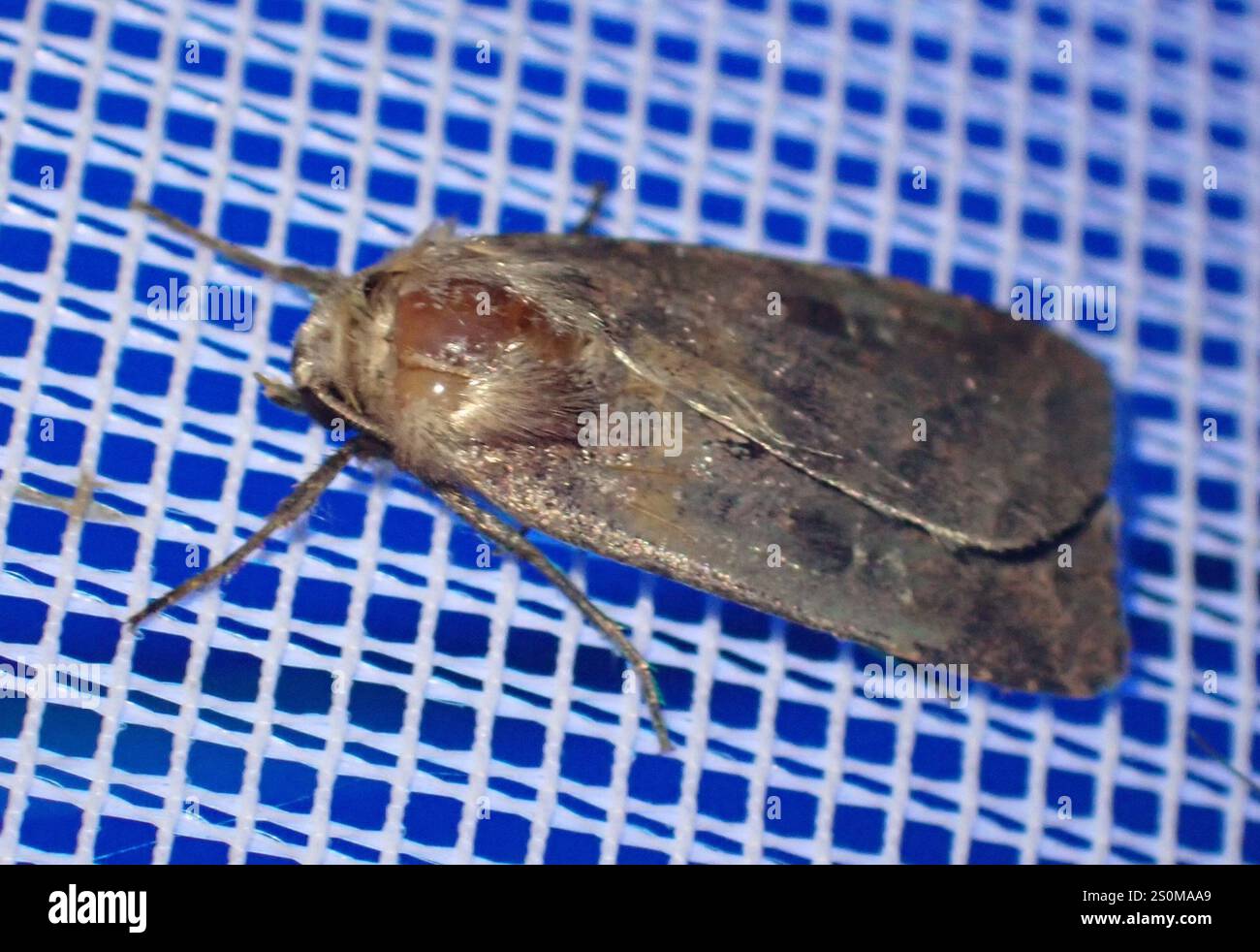 Small Square-spot (Diarsia rubi Stock Photo - Alamy