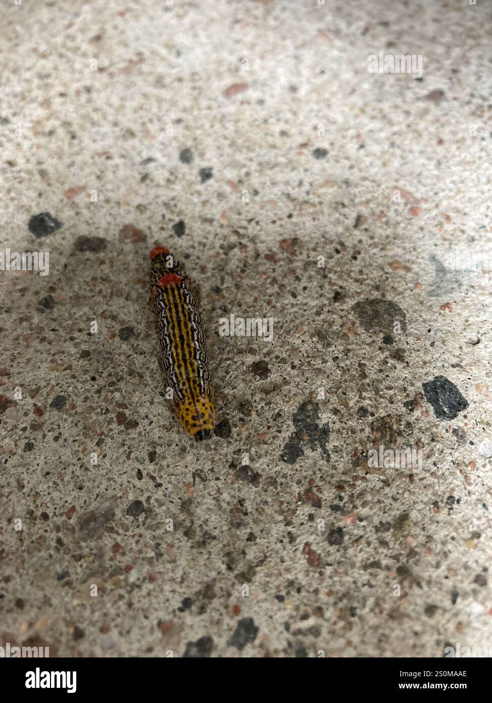 Red-humped Caterpillar Moth (Oedemasia concinna Stock Photo - Alamy