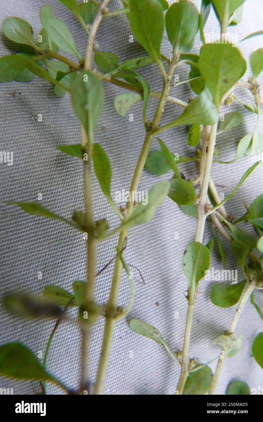 Water-purslane (Lythrum portula Stock Photo - Alamy