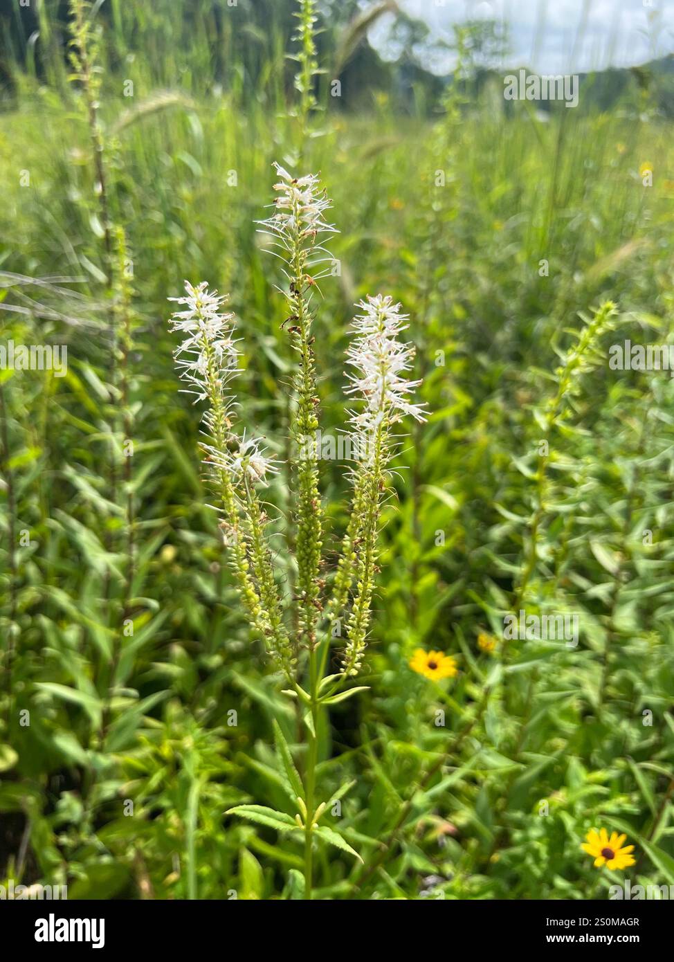 Culver's root (Veronicastrum virginicum Stock Photo - Alamy