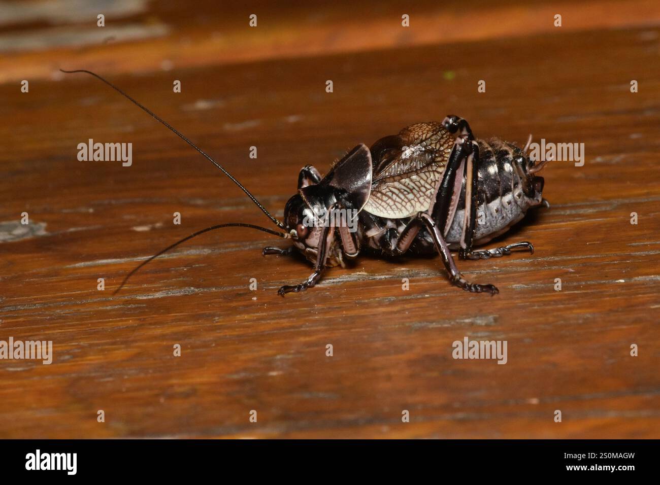 Great Grig (Cyphoderris monstrosa Stock Photo - Alamy