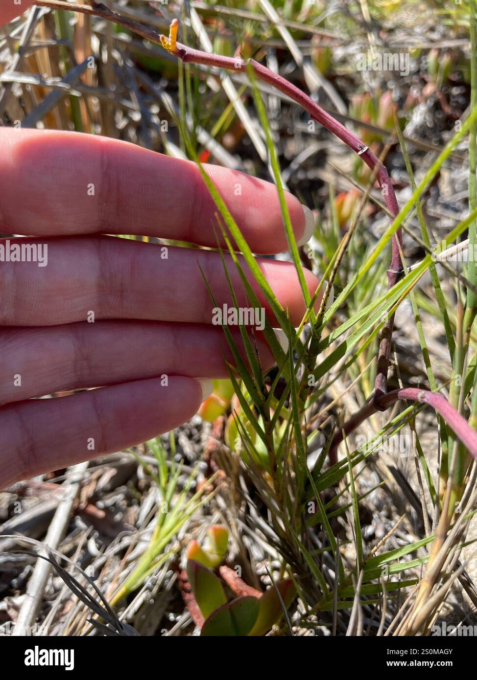 Saltgrass (Distichlis spicata Stock Photo - Alamy