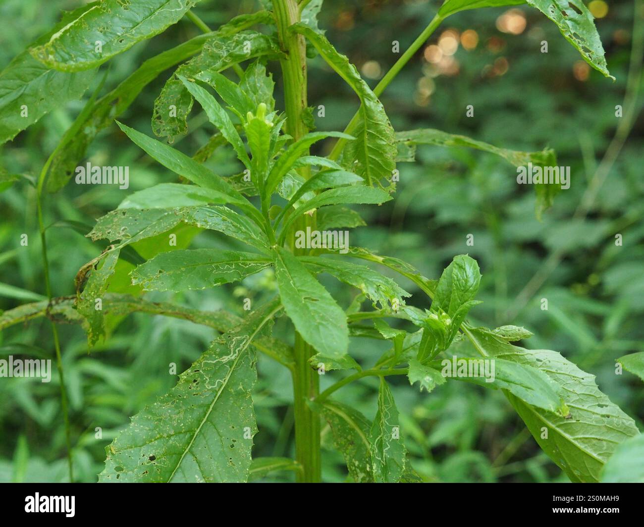 American burnweed (Erechtites hieraciifolius Stock Photo - Alamy