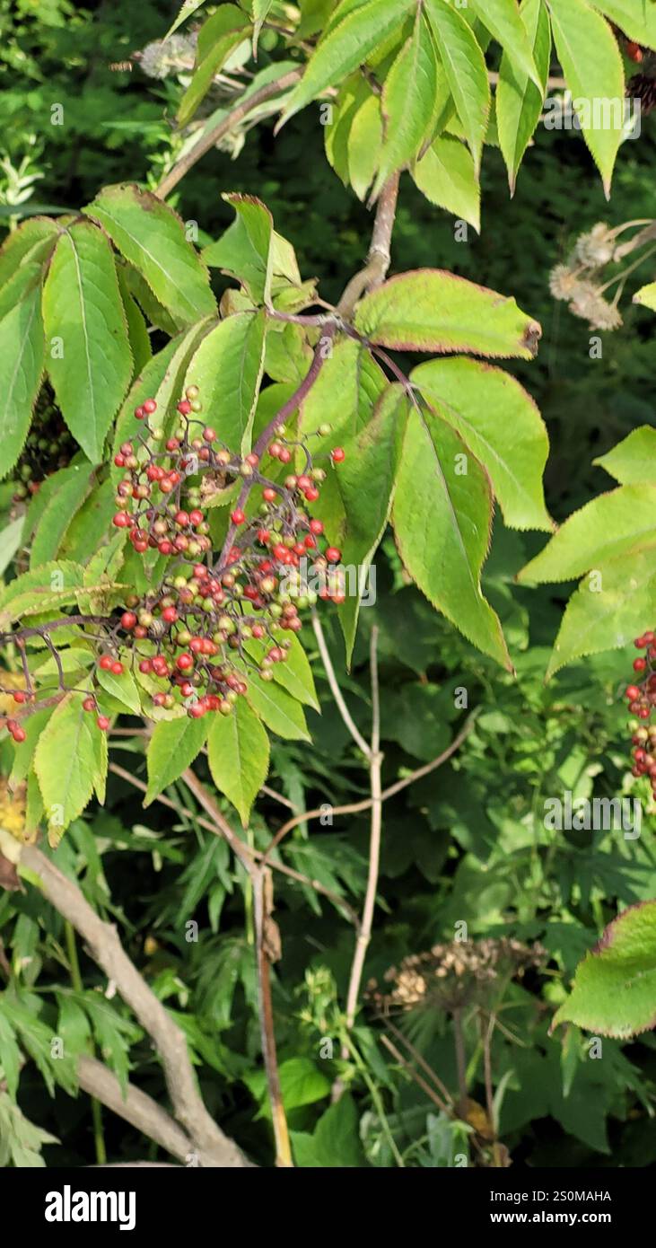 Siberian elder (Sambucus sibirica Stock Photo - Alamy