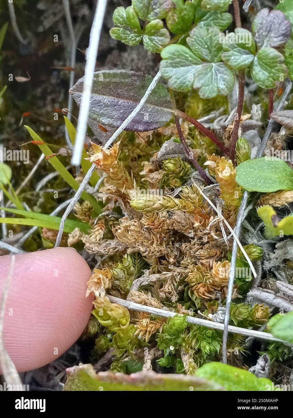 northern spikemoss (Selaginella selaginoides Stock Photo - Alamy