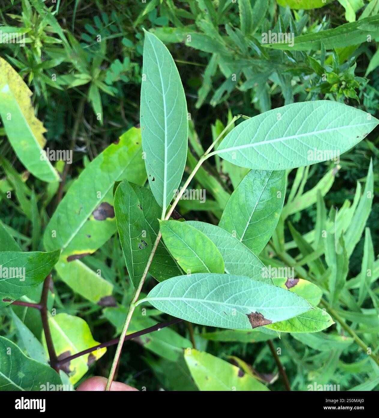 hemp dogbane (Apocynum cannabinum Stock Photo - Alamy