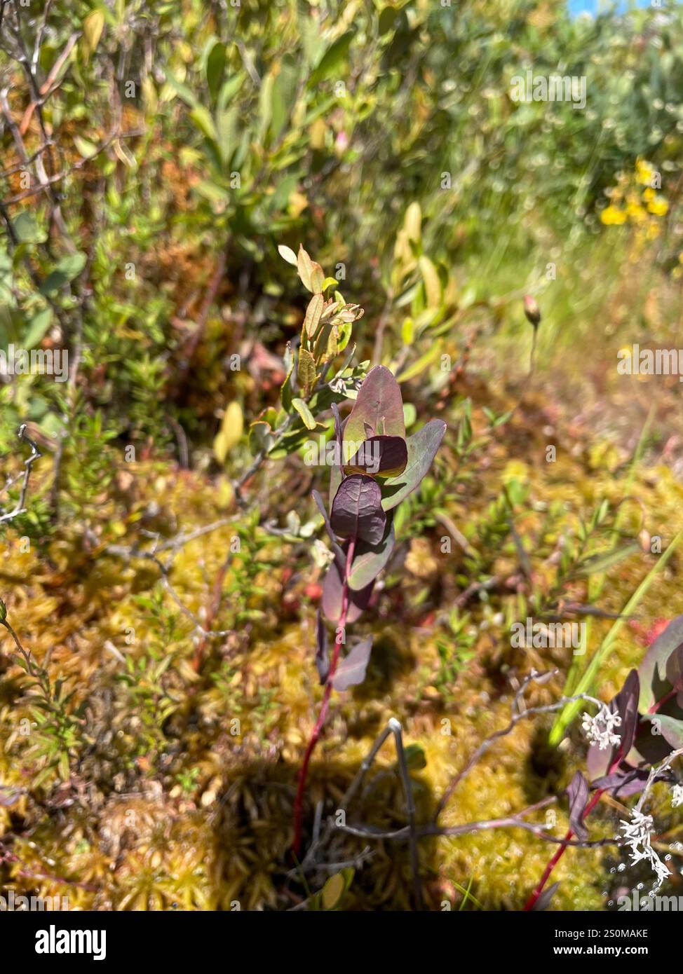 Fraser's marsh St. John's-wort (Hypericum fraseri Stock Photo - Alamy