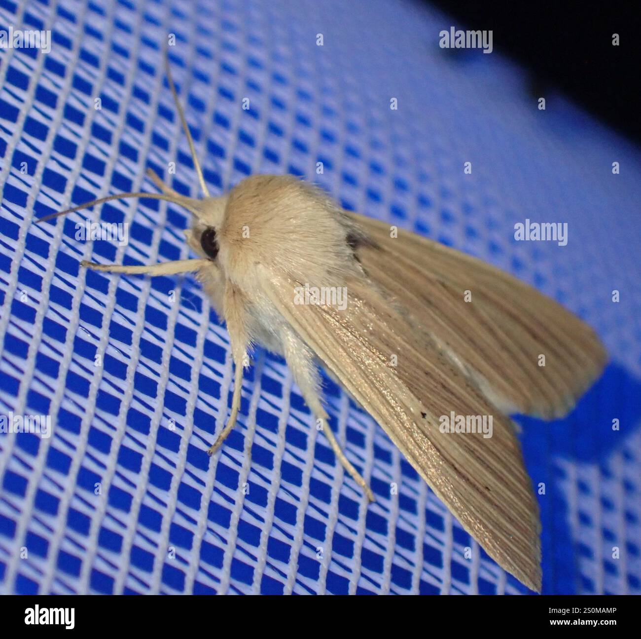 Common Wainscot (Mythimna pallens Stock Photo - Alamy