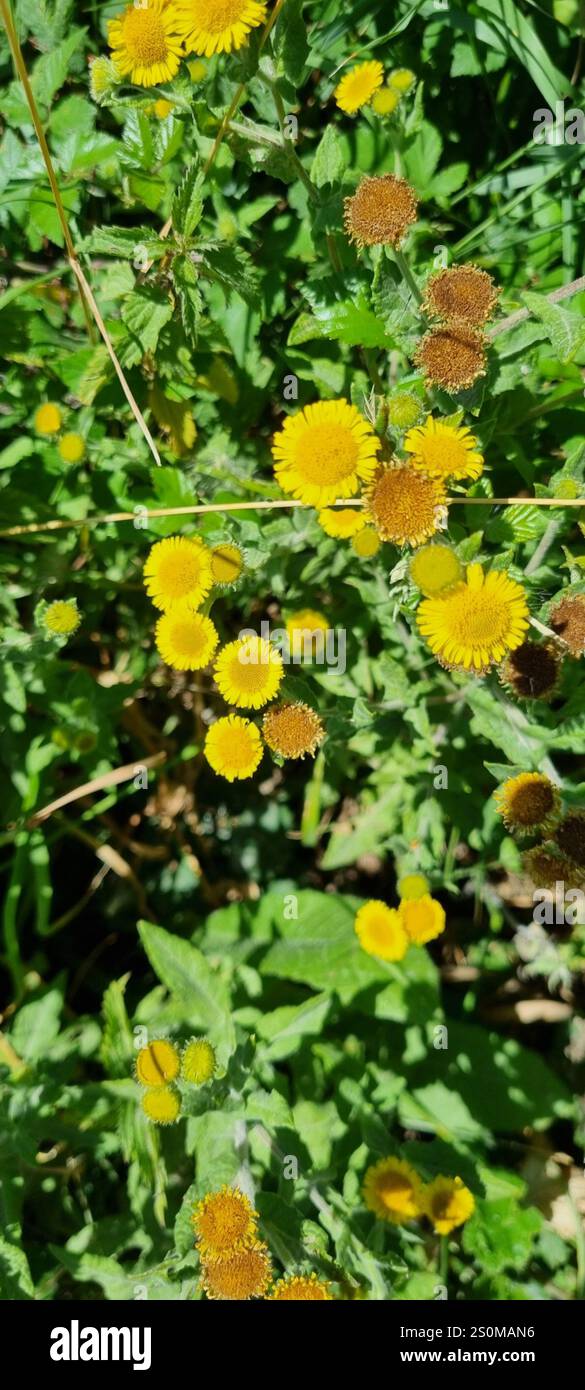 Common Fleabane (Pulicaria dysenterica Stock Photo - Alamy