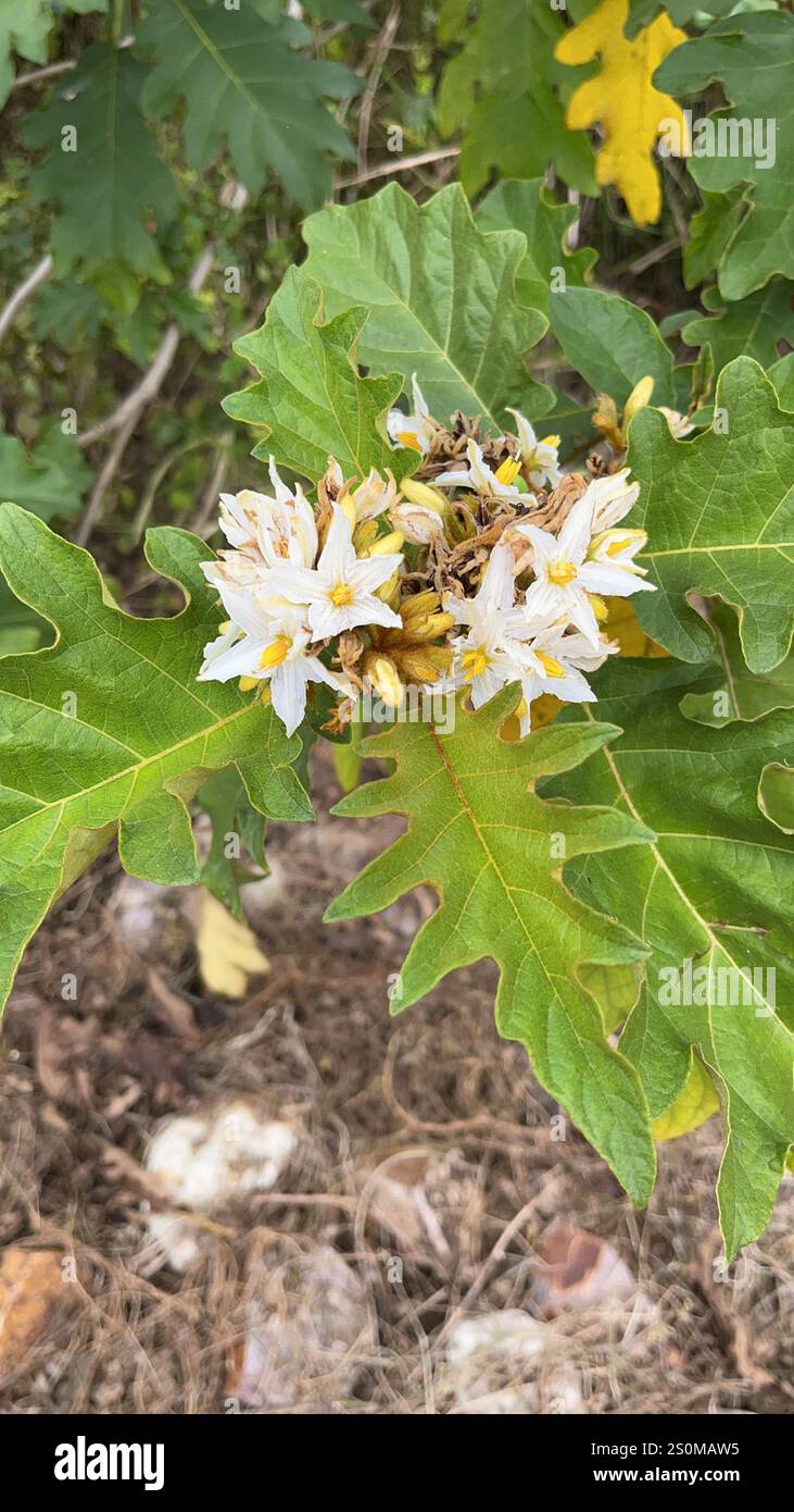 giant devil's-fig (Solanum chrysotrichum Stock Photo - Alamy