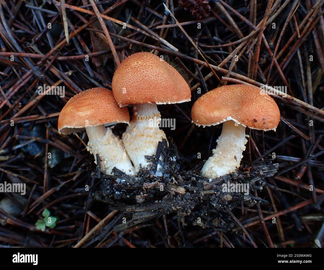 cinnabar powdercap (Cystodermella cinnabarina Stock Photo - Alamy