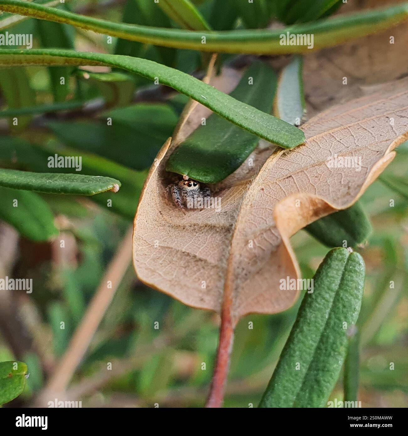 Garden Jumping Spiders (Opisthoncus Stock Photo - Alamy