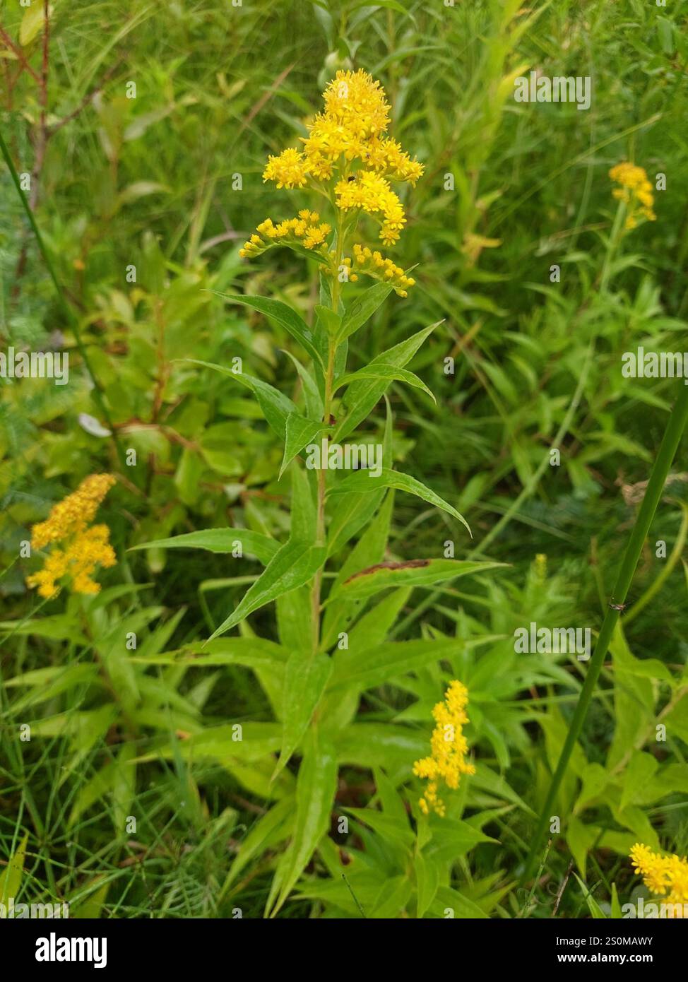 giant goldenrod (Solidago gigantea Stock Photo - Alamy