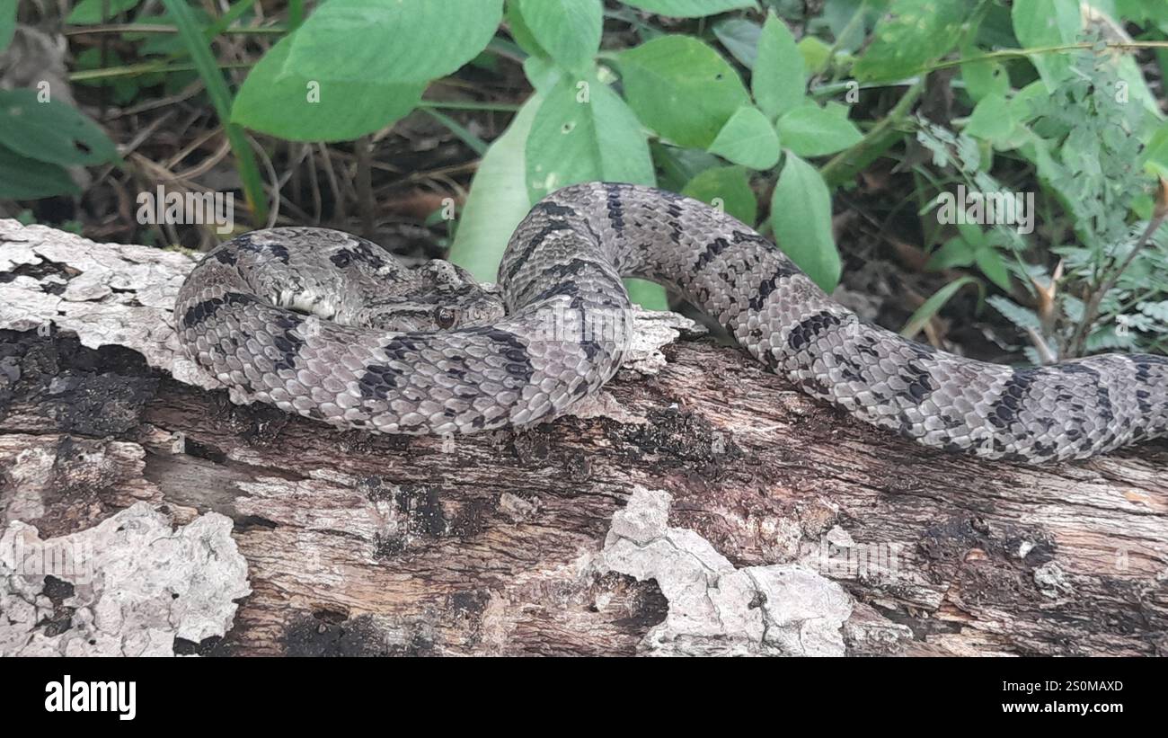 False Fer-de-lance (Xenodon rabdocephalus Stock Photo - Alamy