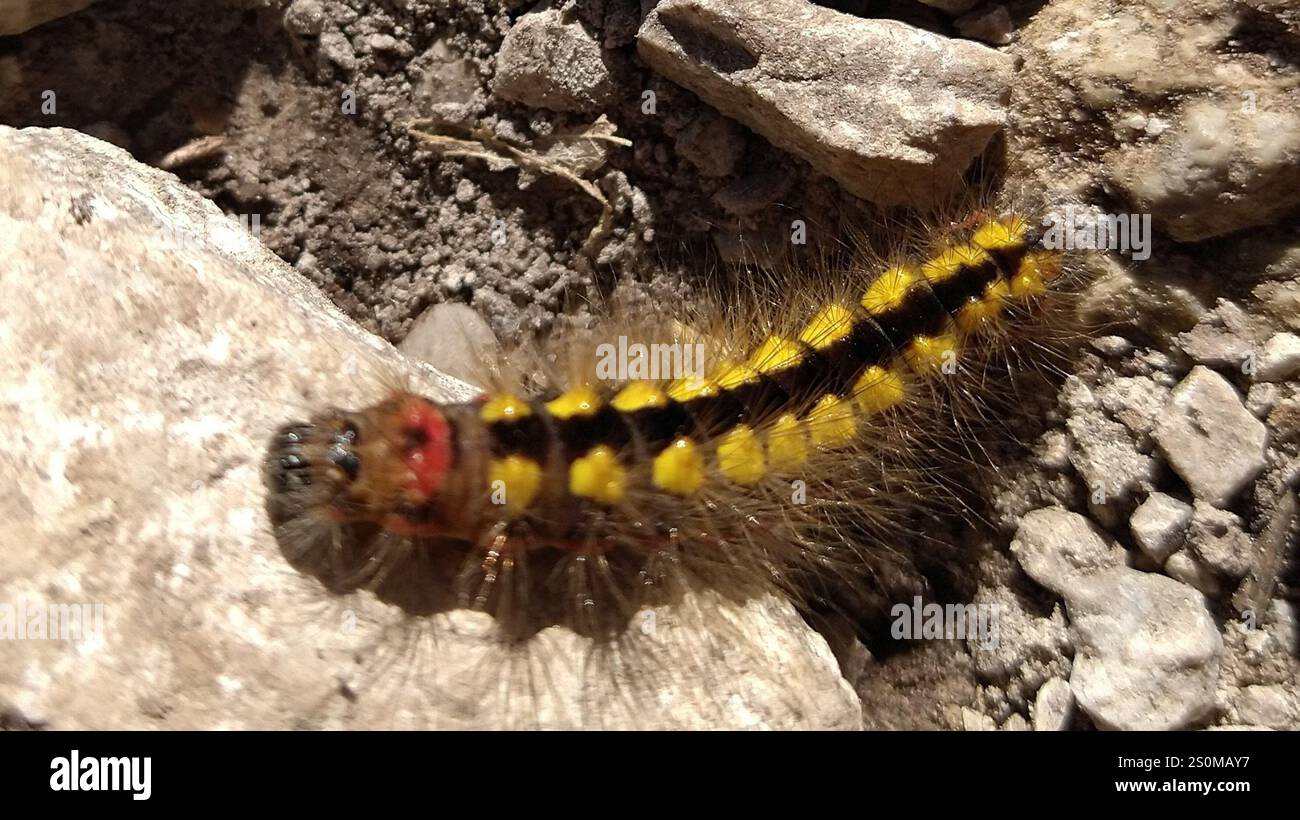 Sweet Gale Moth (Acronicta euphorbiae Stock Photo - Alamy