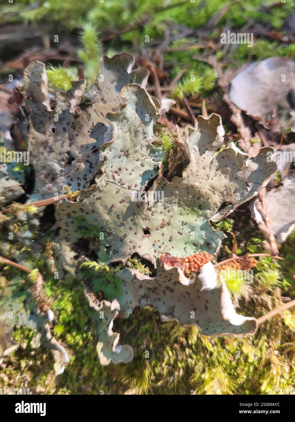 ruffled freckled pelt lichen (Peltigera leucophlebia Stock Photo - Alamy