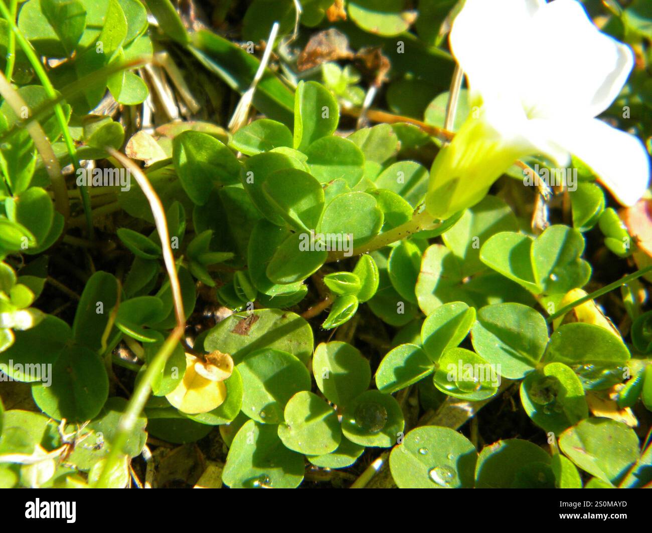 Mini Sorrel (Oxalis minuta Stock Photo - Alamy