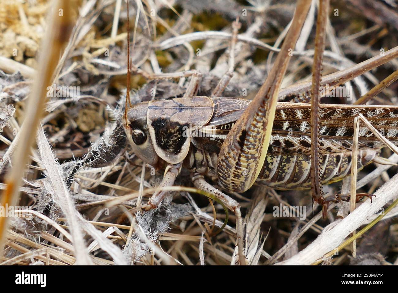 White-faced Bush-cricket (Decticus albifrons Stock Photo - Alamy