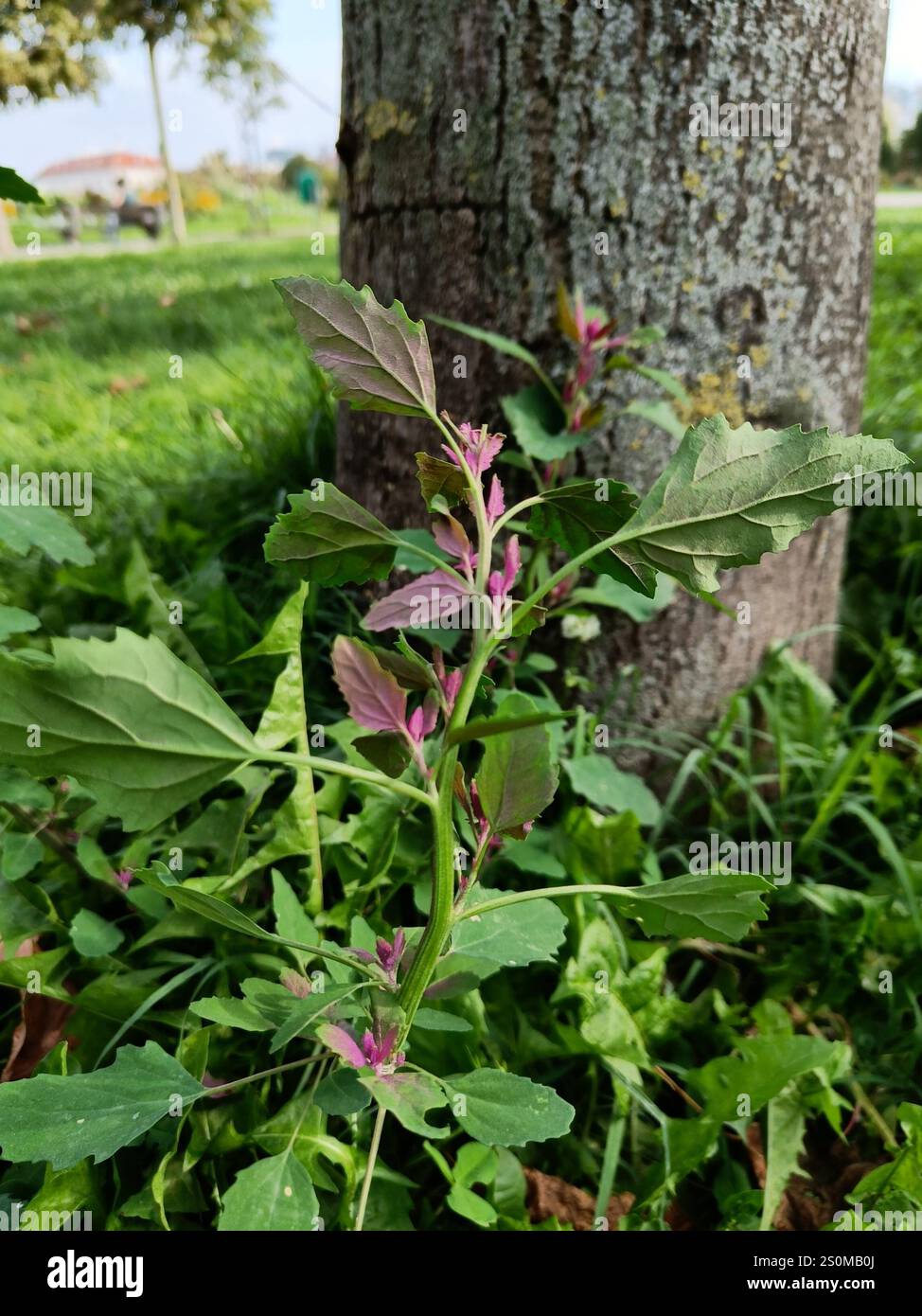 Tree spinach (Chenopodium giganteum Stock Photo - Alamy
