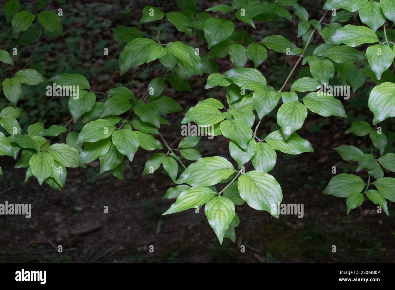 common dogwood (Cornus sanguinea Stock Photo - Alamy