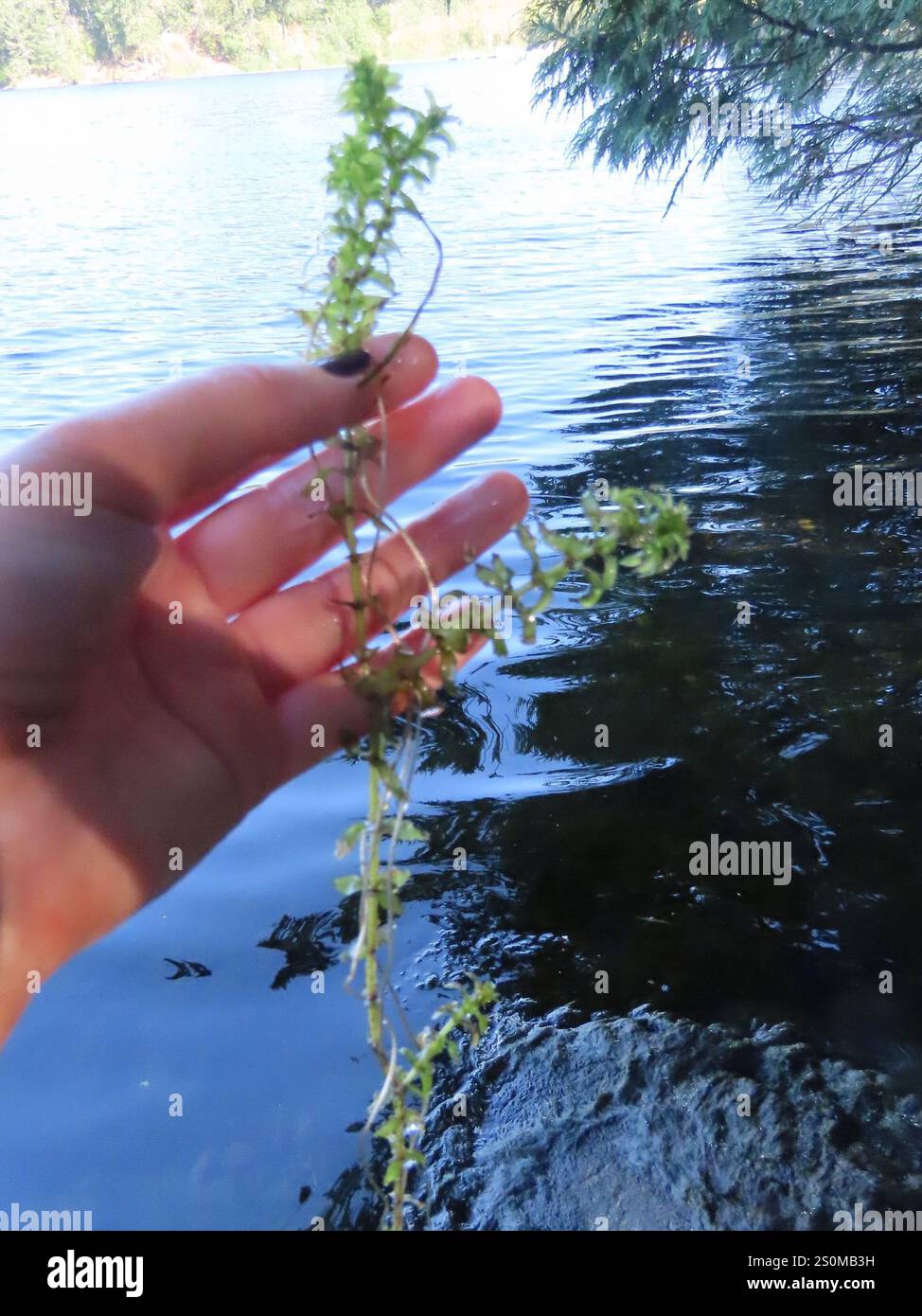 Canadian Waterweed (Elodea canadensis Stock Photo - Alamy