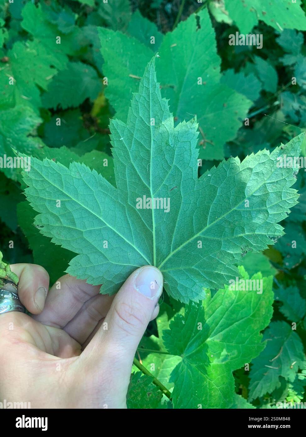 Tall Bugbane (Actaea elata Stock Photo - Alamy