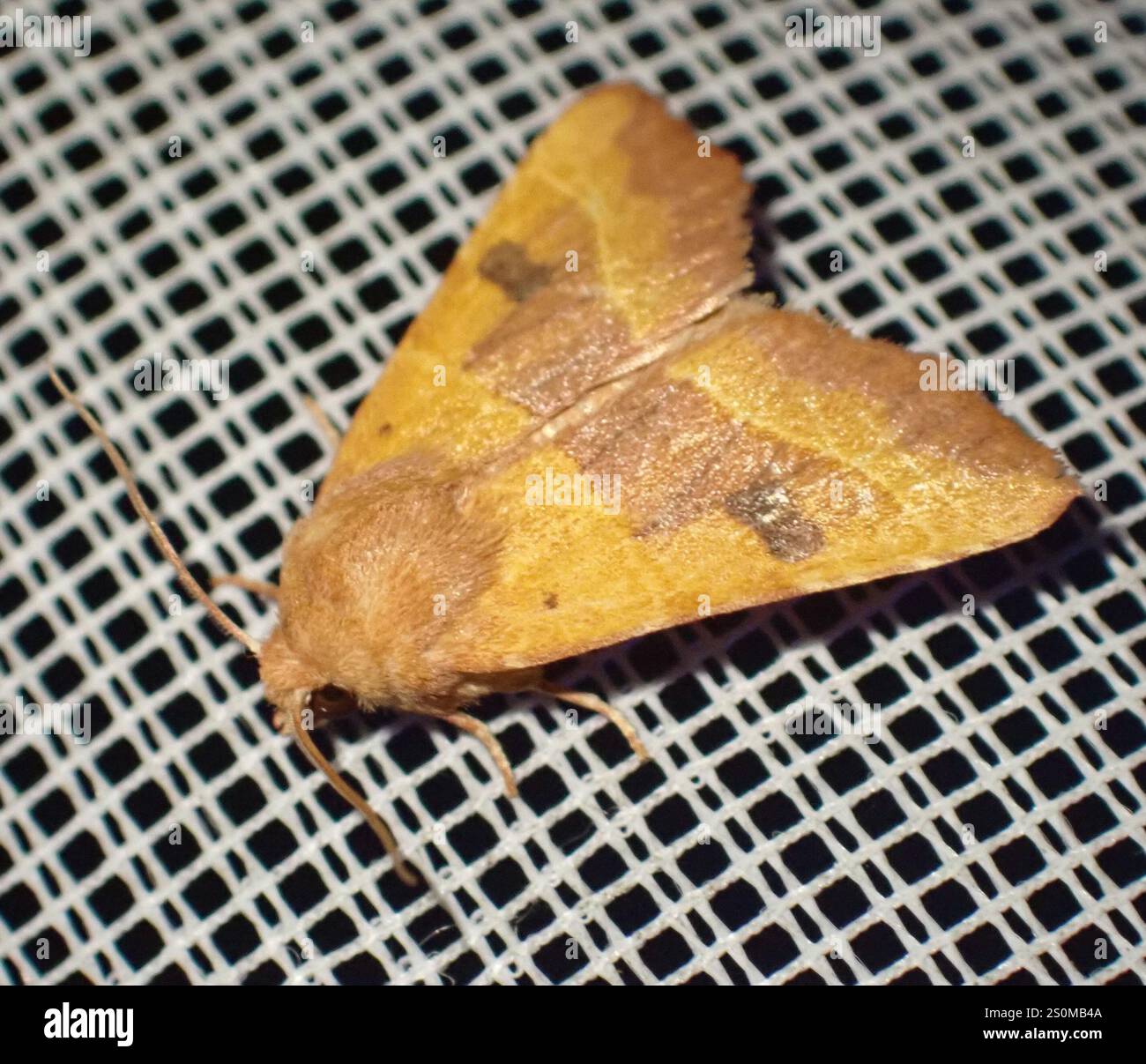 Centre-barred Sallow (Atethmia centrago Stock Photo - Alamy