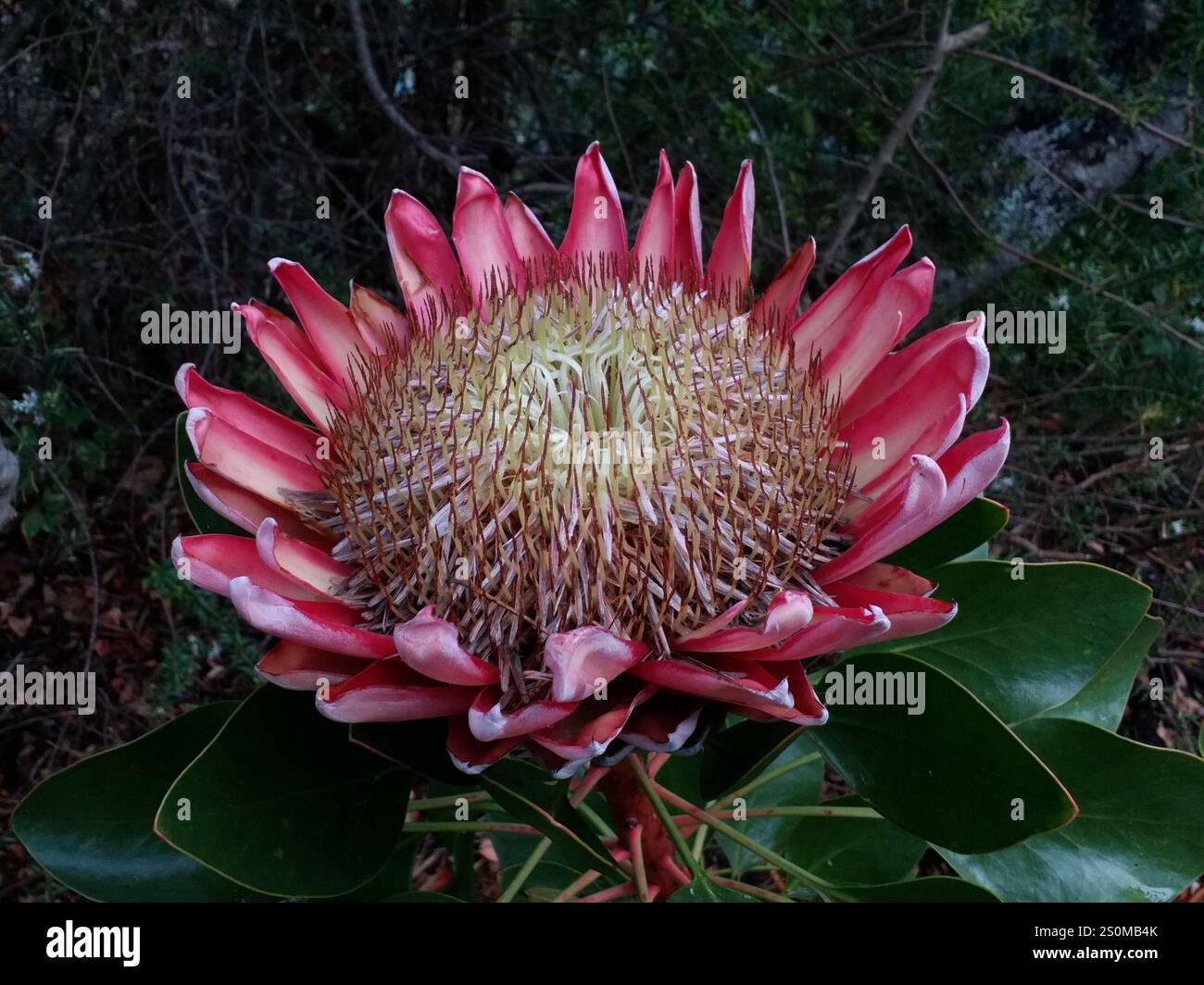 King Protea (Protea cynaroides Stock Photo - Alamy