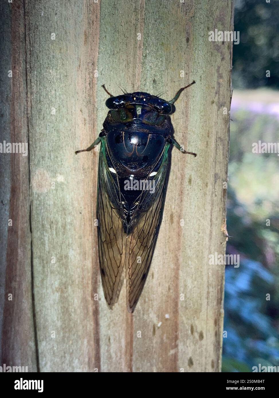 Swamp Cicada (Neotibicen tibicen Stock Photo - Alamy