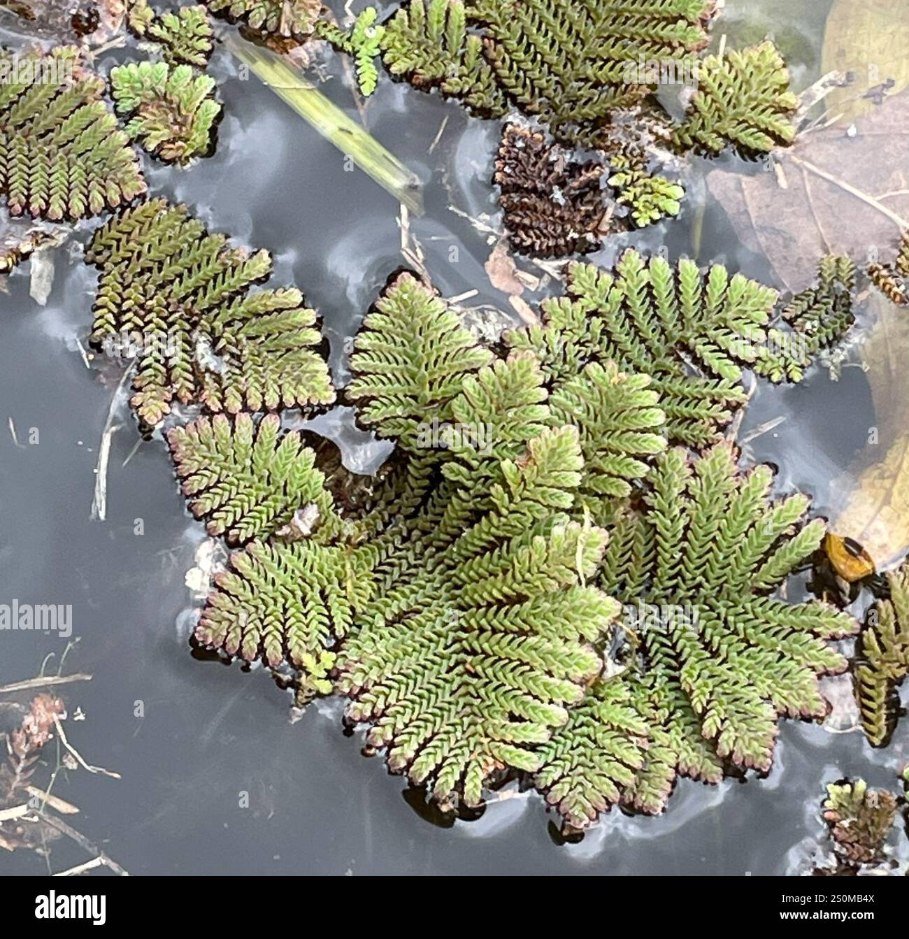 Feathered Mosquito Fern (Azolla pinnata Stock Photo - Alamy
