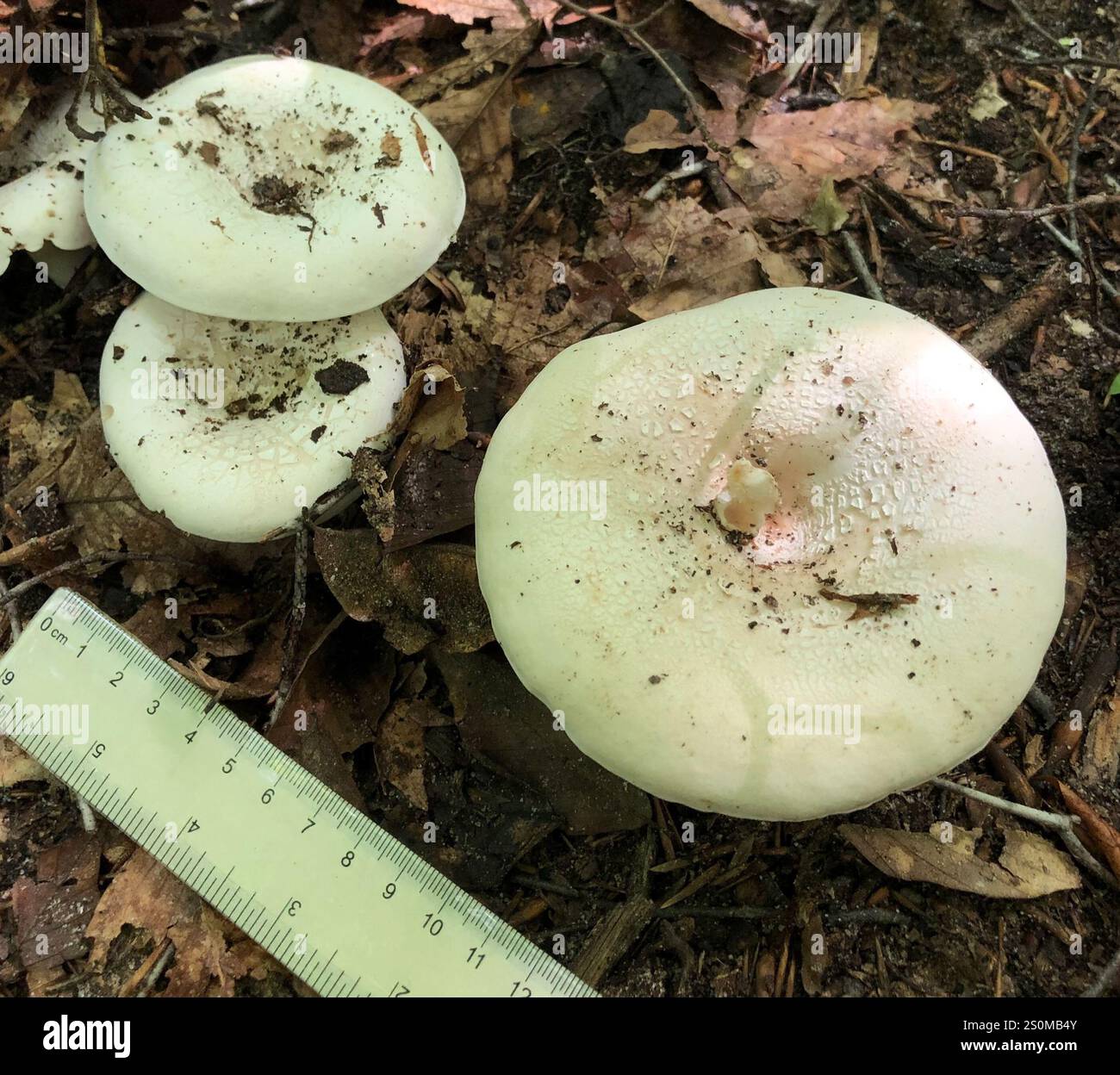 Fishbiscuit Russula (Russula compacta Stock Photo - Alamy