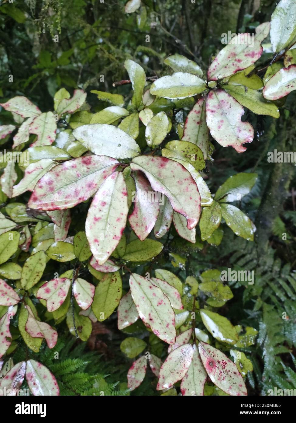 Mountain Horopito (Pseudowintera colorata Stock Photo - Alamy