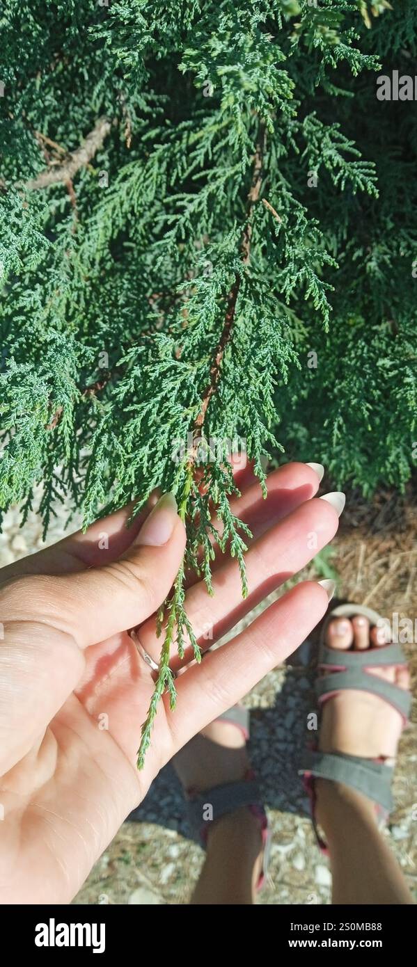 Greek juniper (Juniperus excelsa Stock Photo - Alamy