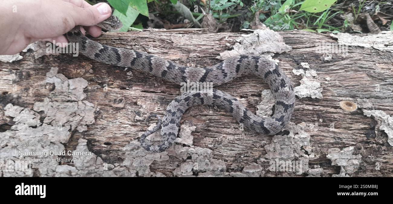 False Fer-de-lance (Xenodon rabdocephalus Stock Photo - Alamy