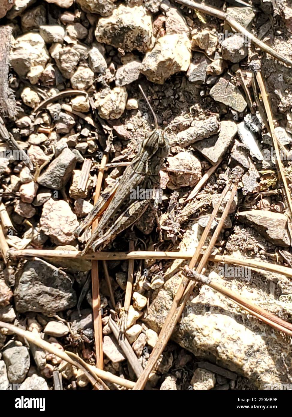 White whiskered grasshopper hi-res stock photography and images - Alamy