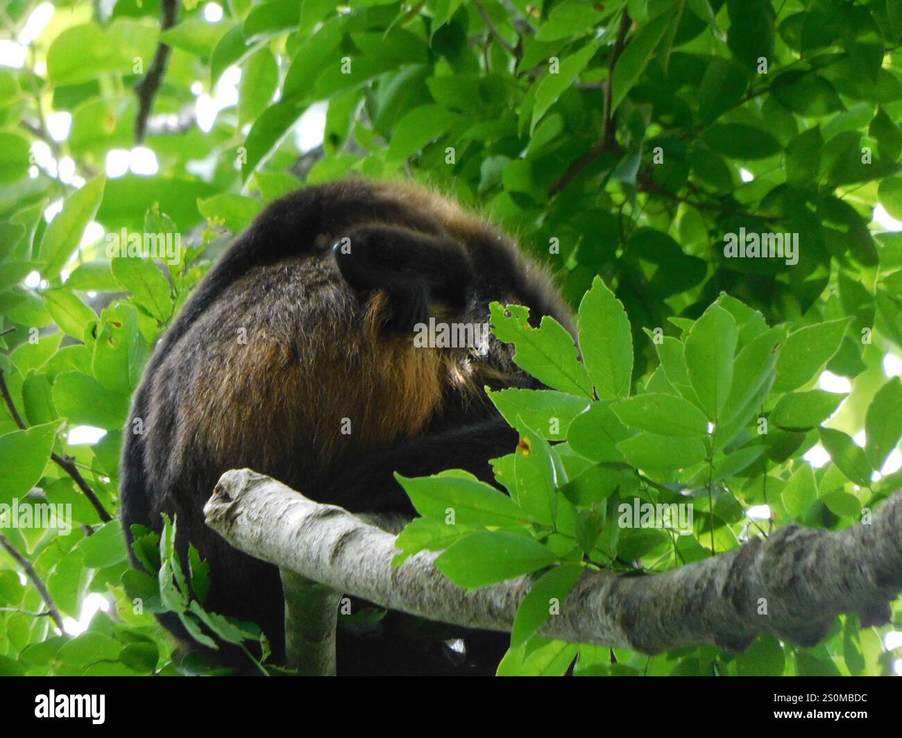 Mantled Howler Monkey (Alouatta palliata Stock Photo - Alamy