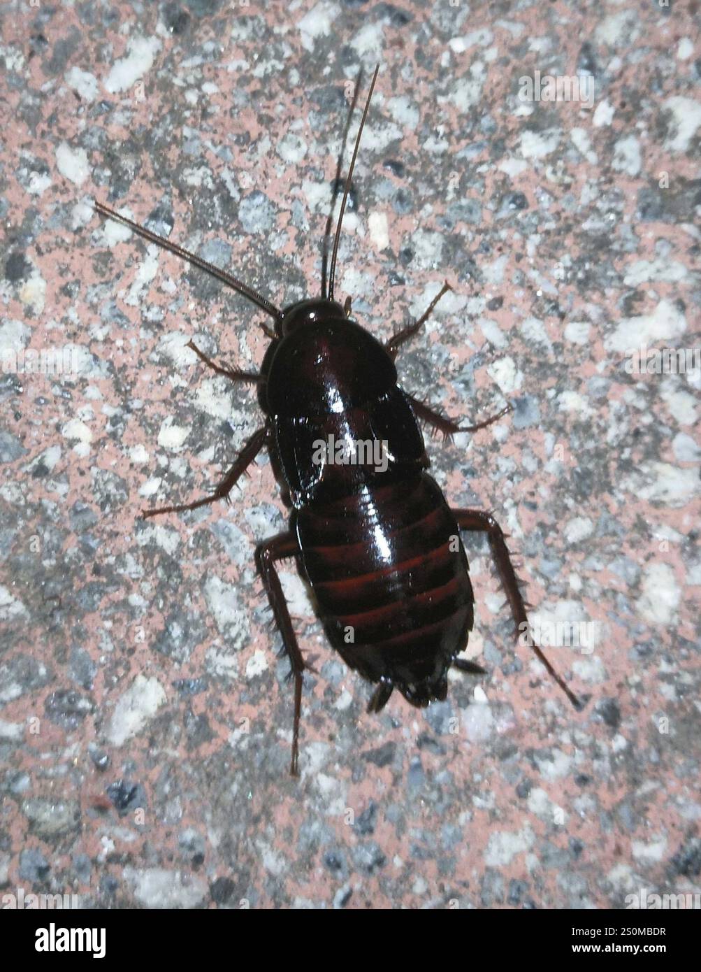 Oriental Cockroach (Blatta orientalis Stock Photo - Alamy