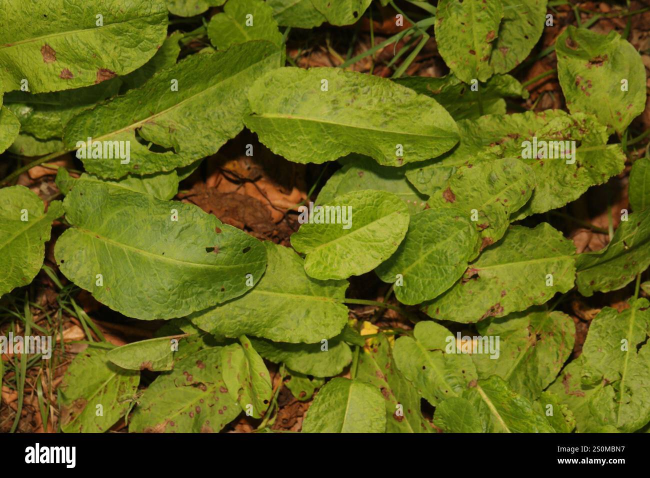 Clustered Dock (Rumex conglomeratus Stock Photo - Alamy